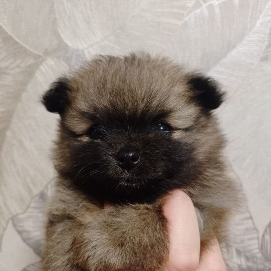 Померанский шпиц