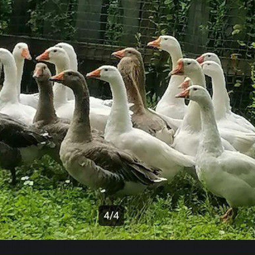 Гуси