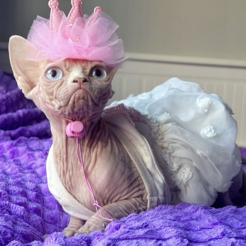 Королевские сфинксы