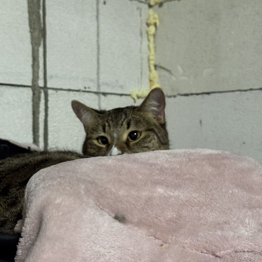 Милый косоглазик