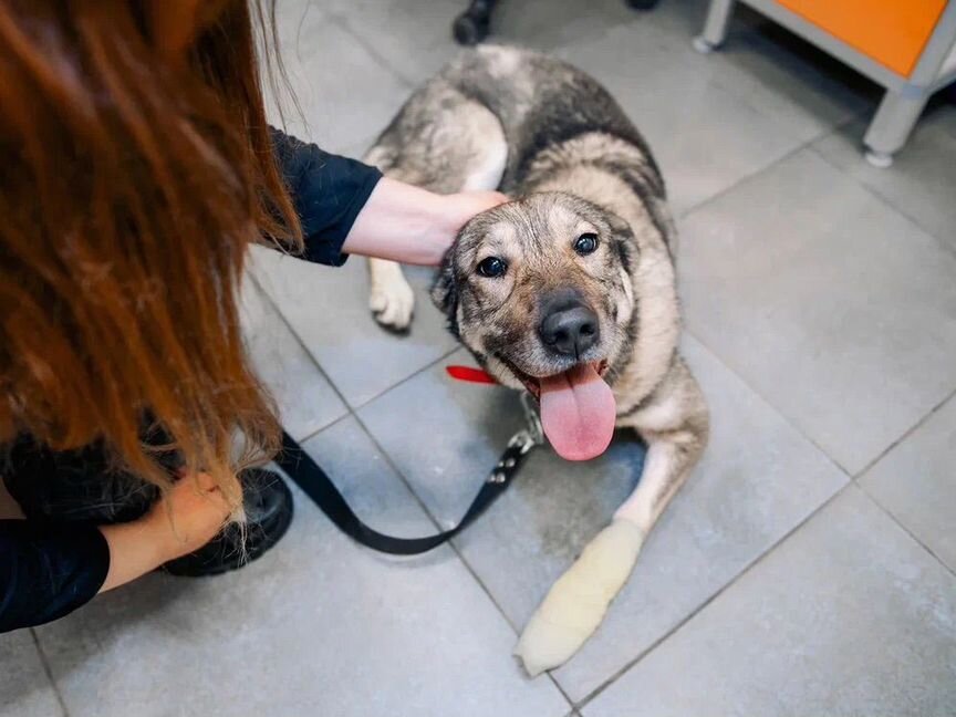 Собака Лиза из приюта в добрые руки бесплатно