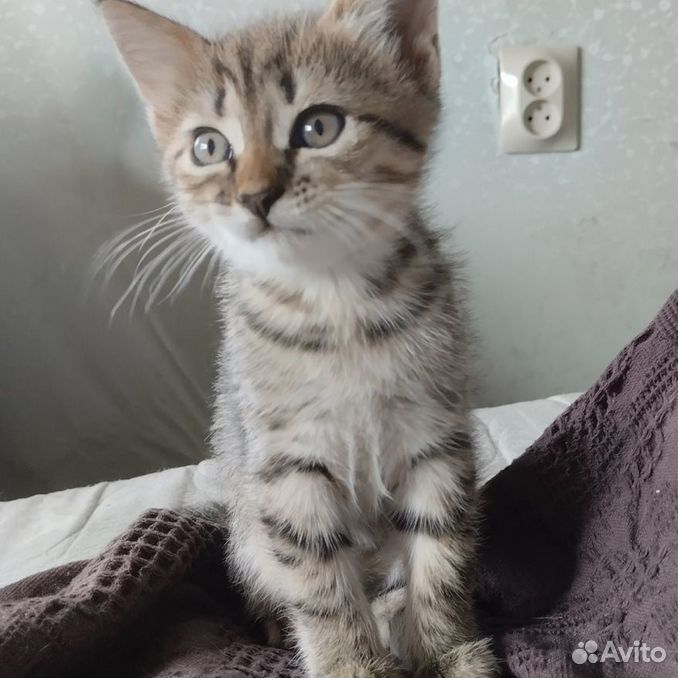 Кошечка в подарок