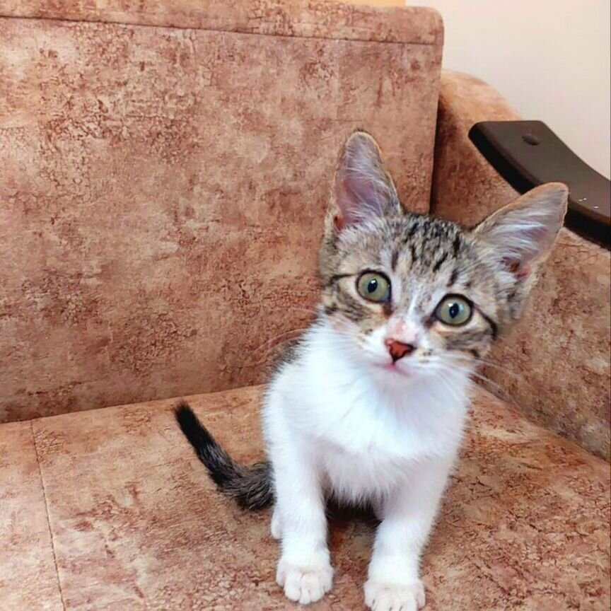 Котёнок Василиса в добрые руки