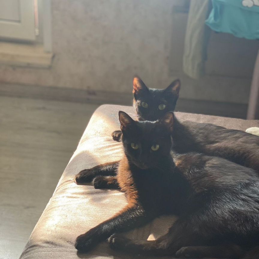 Кошки