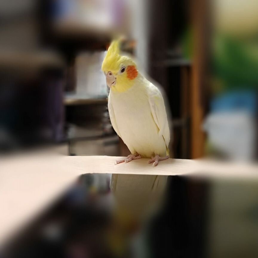 Попугай корелла с клеткой