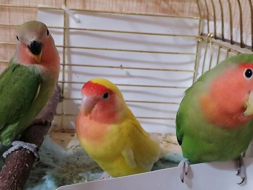 Попугай неразлучники с клеткой