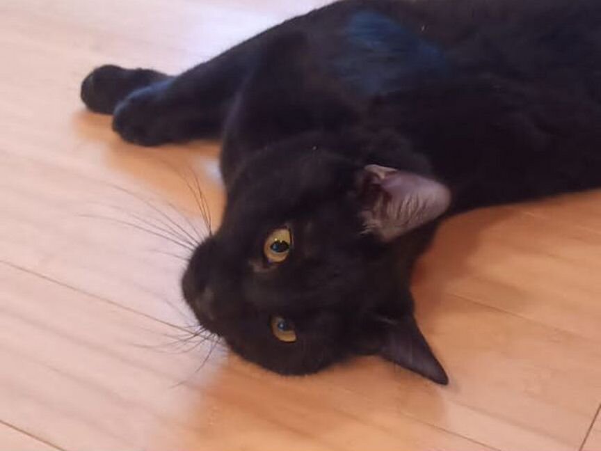 Котик Уголëк в добрые руки