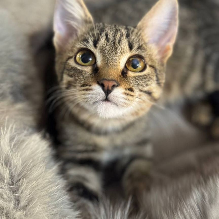 Котята
