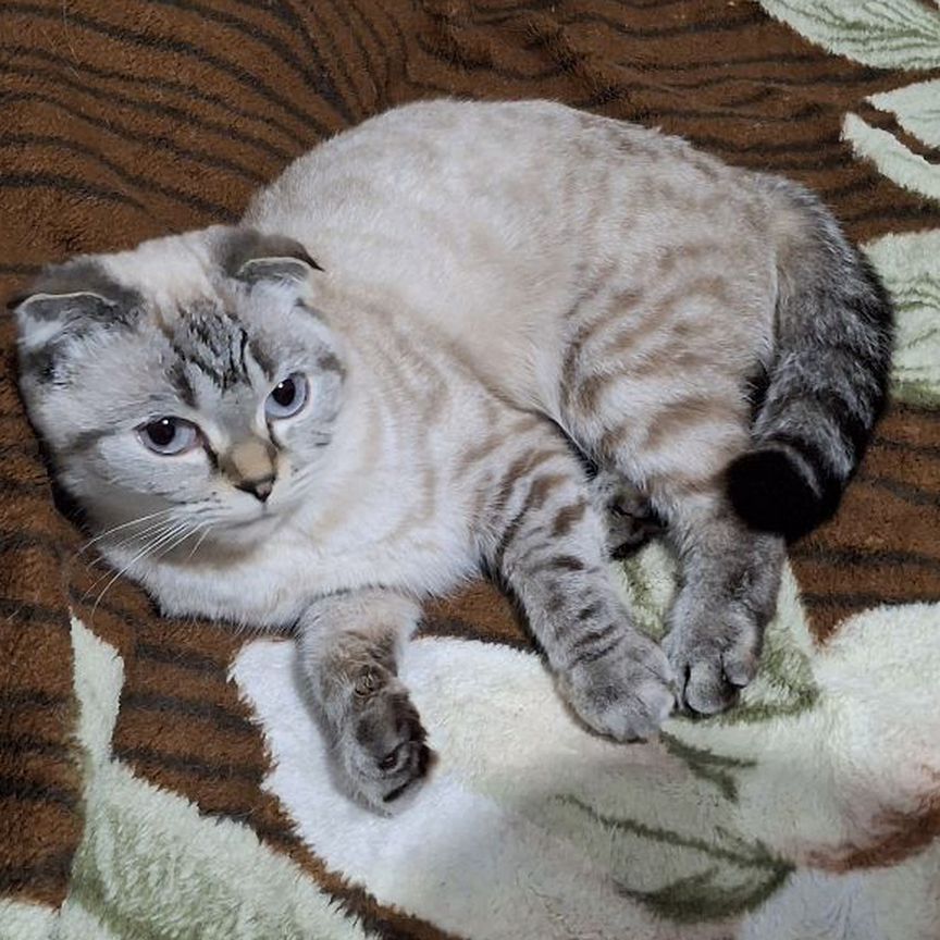 Шотландская