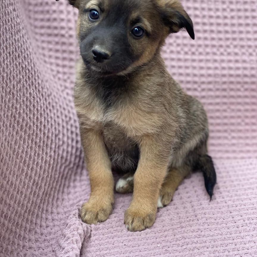 Щенок в добрые руки