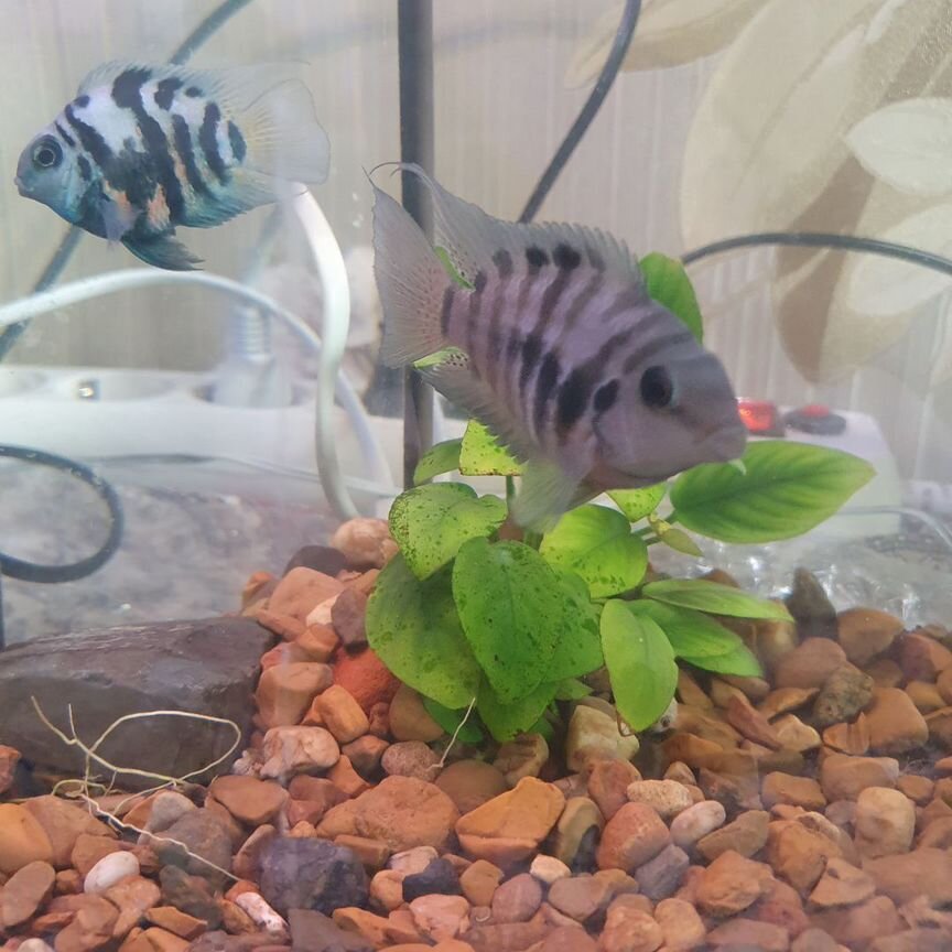 Аквариум с рыбками