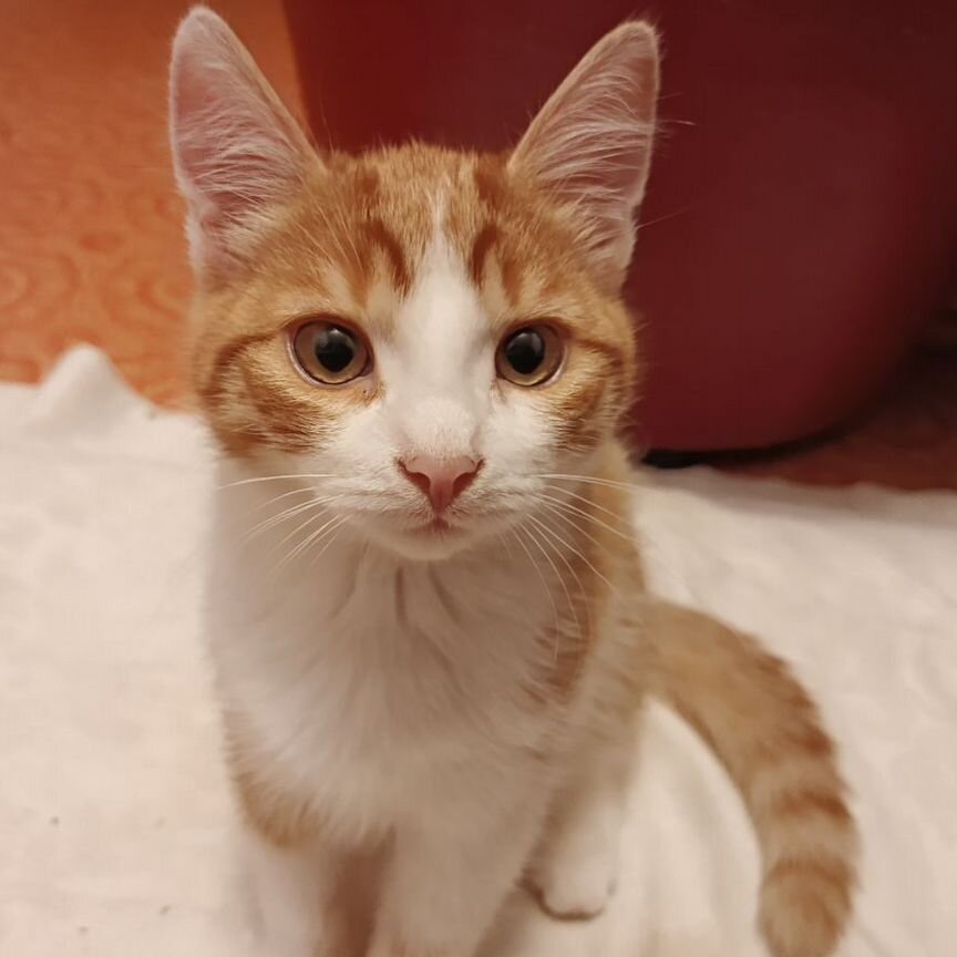 Отдам Сибирского котёнка в добрые руки