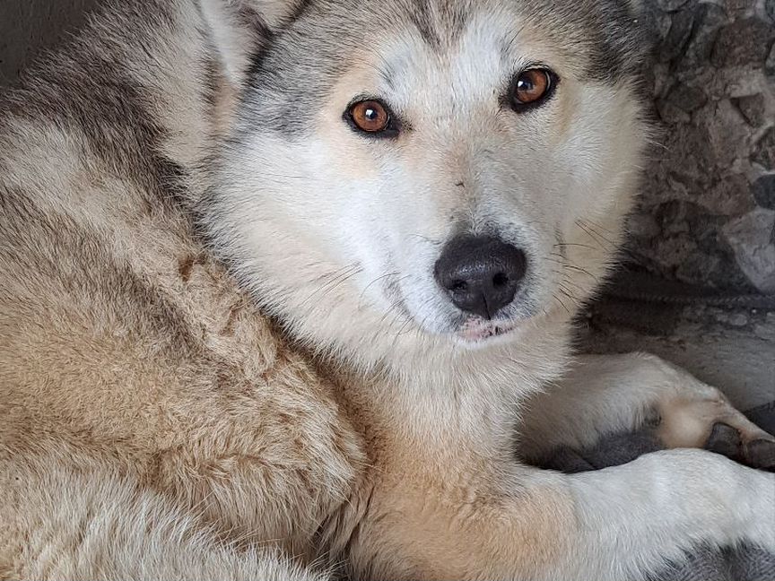 Западно сибирская лайка в дом