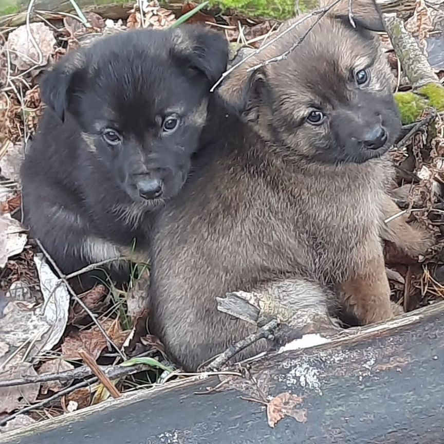 Щенята, бесплатно