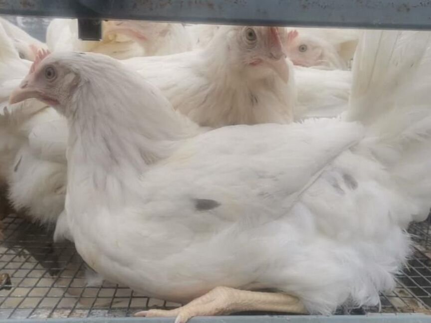 Куры несушки молодки рыжие родонит белые