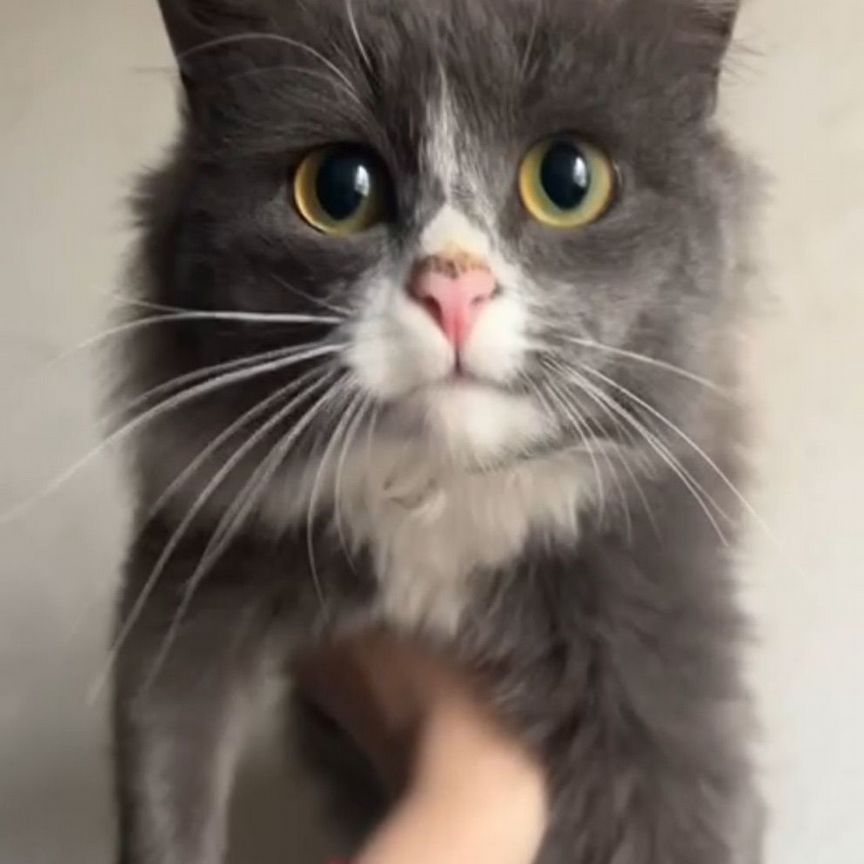 Котята даром