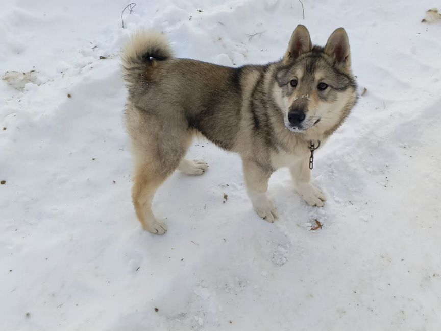 Западно сибирская лайка