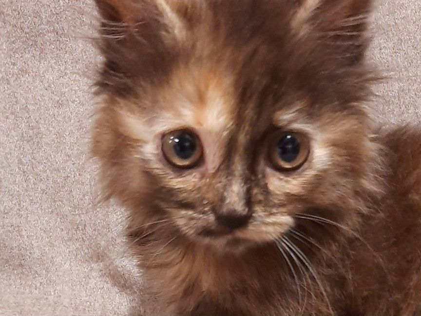 Малышка Глаша ищет свою семью