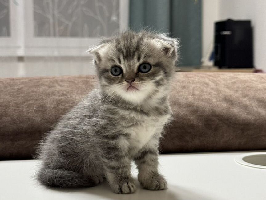 Шотландские вислоухие котята