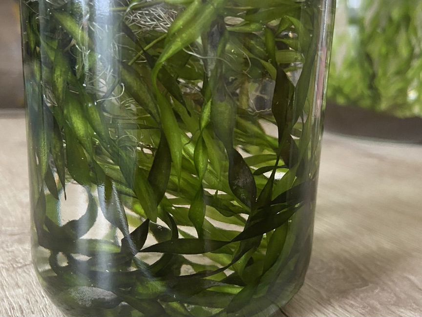 Аквариумное растение валлиснерия спиральная