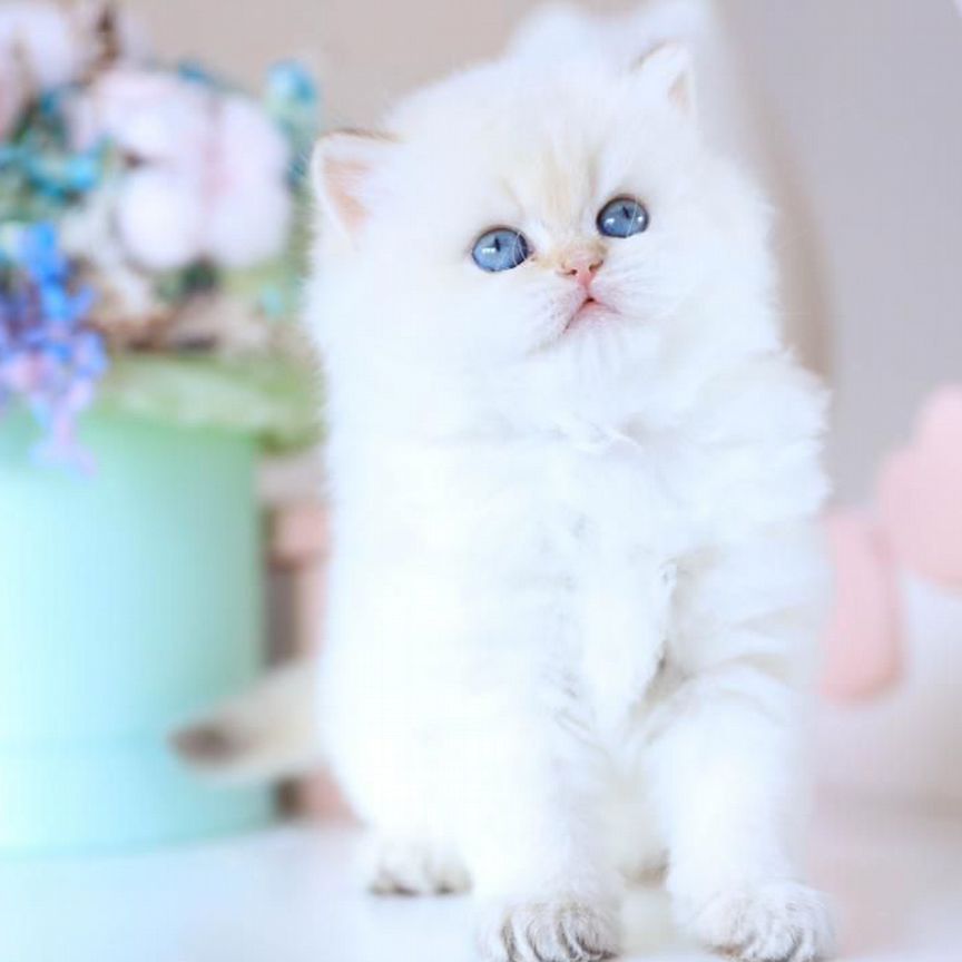 Котенок Британская золотая шиншилла