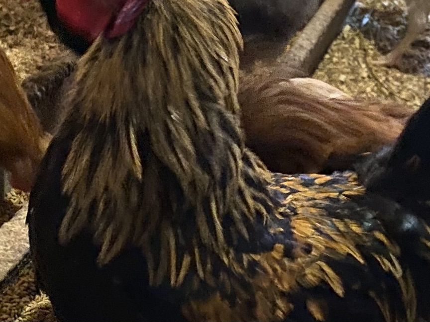 Продаю петухов разнопородные