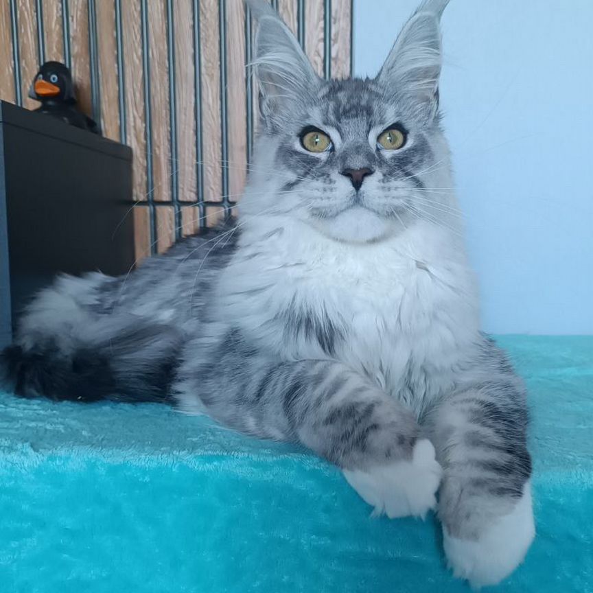 Мейн-кун котёнок