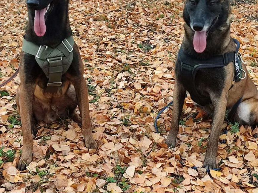 Бельгийская овчарка малинуа