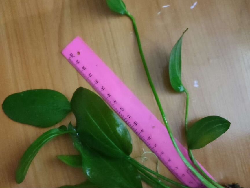 Эхинодорус