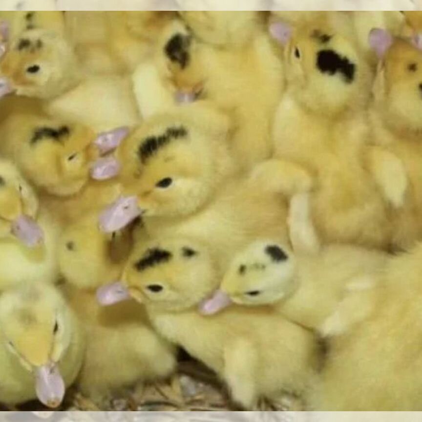 Утята муларды и Черри Велли, гусята