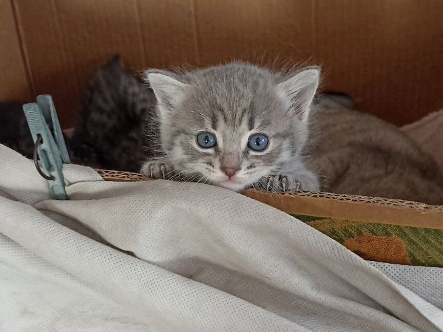 Котята в добрые руки
