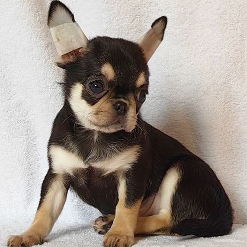 Чихуахуа, щенок