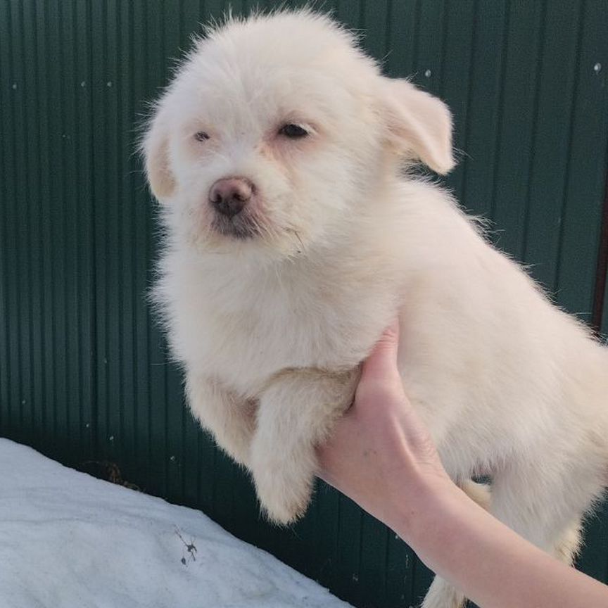 Чихуахуа, щенок