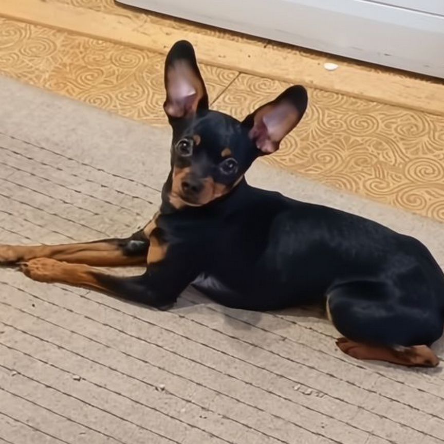 Русский той-терьер, взрослый пёс