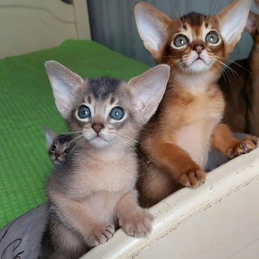 Абиссинские котята