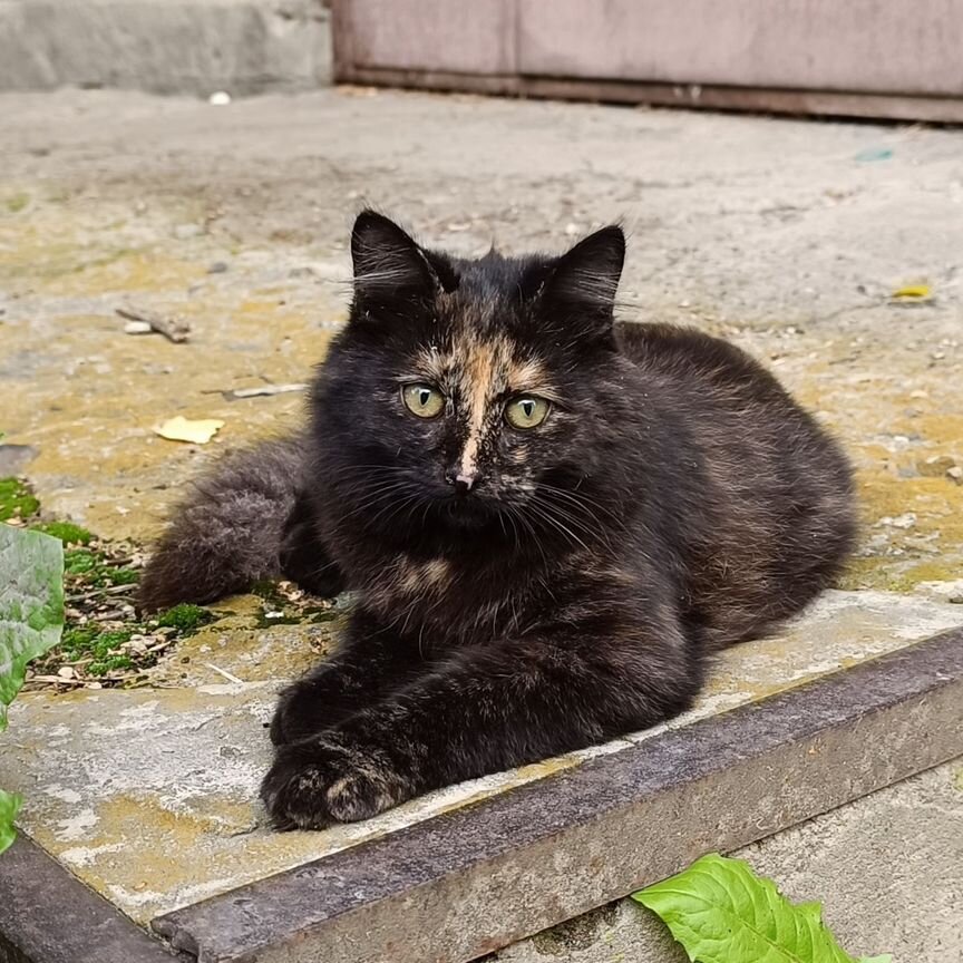Кошечка в добрые руки