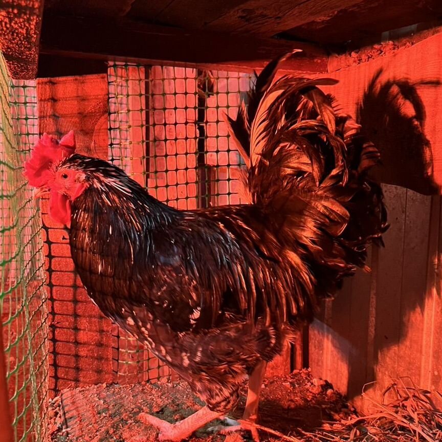 Петушки Астралорпы