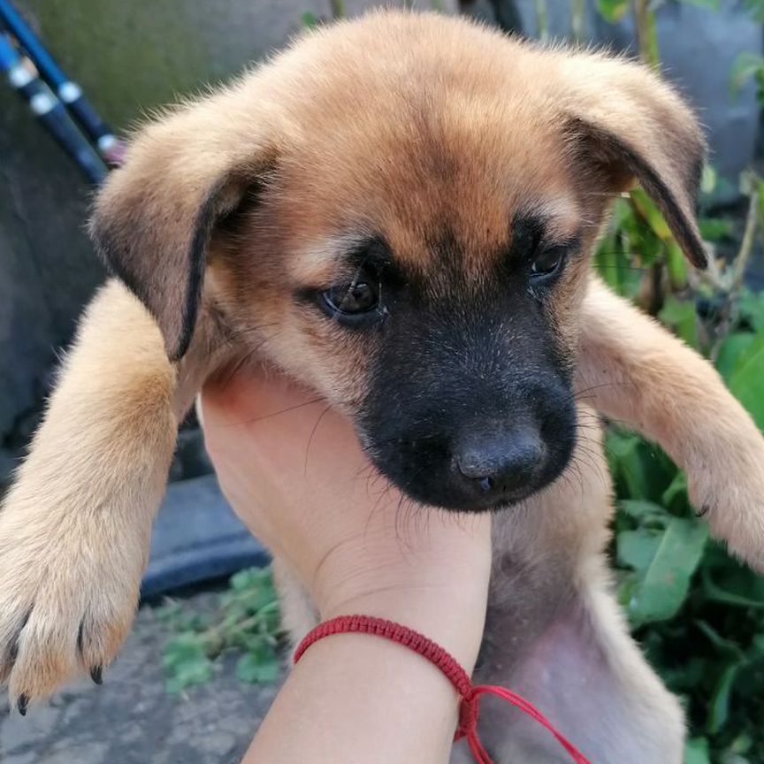 Щенки пастухи в добрые руки