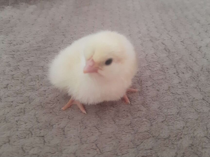 Цыплята суточные