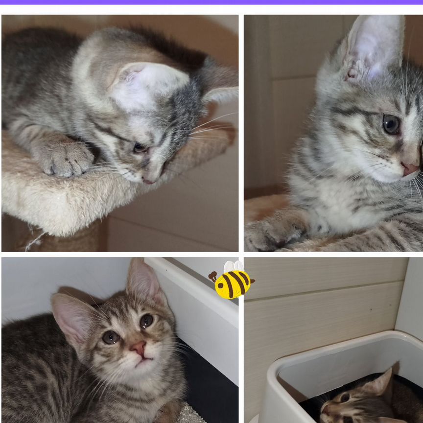 Котёнок в добрые руки
