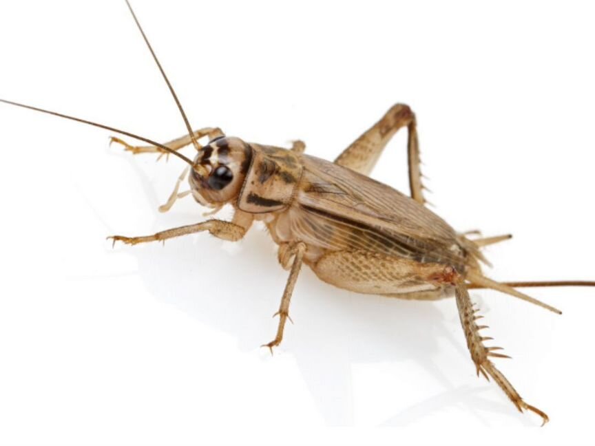 Домовые сверчки