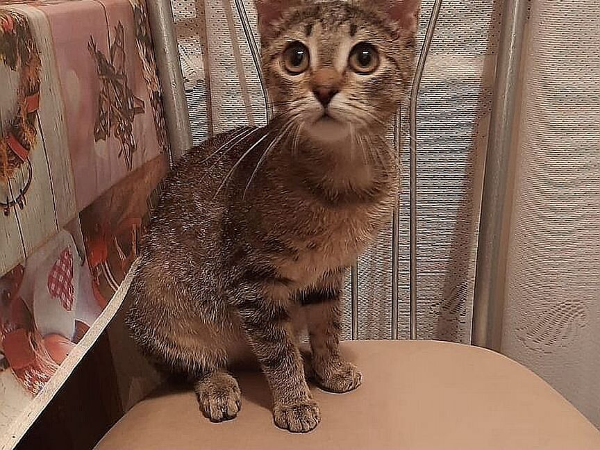 Маленький воробушек