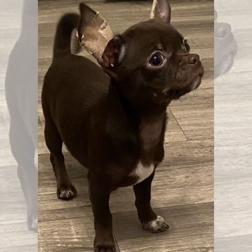 Чихуахуа, щенок