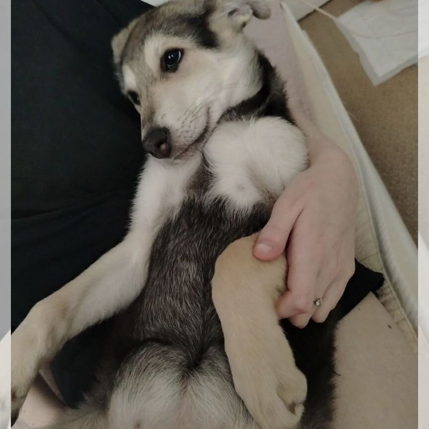 Щенок в добрые руки