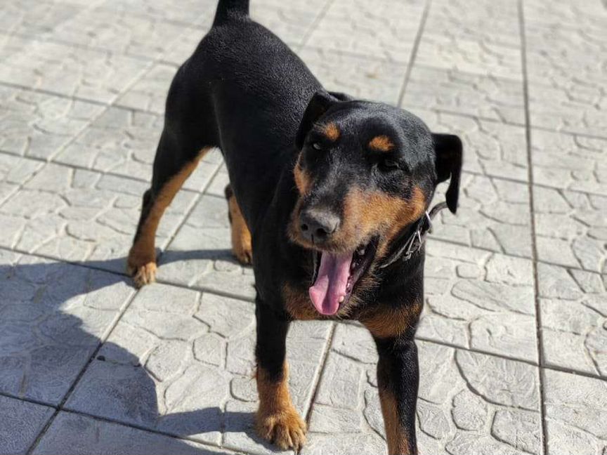 Вязка ягдтерьера