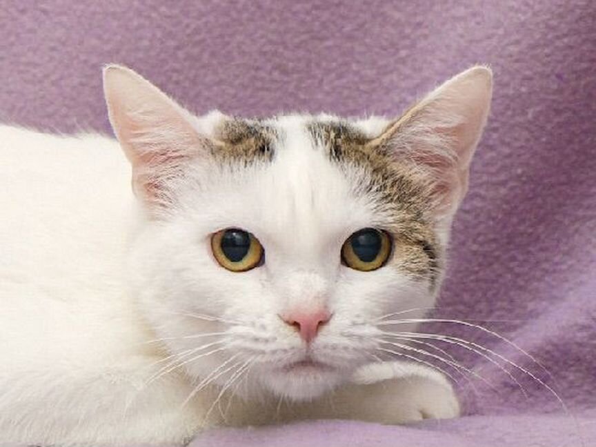 Кошка Селин. Пятнистых не любят