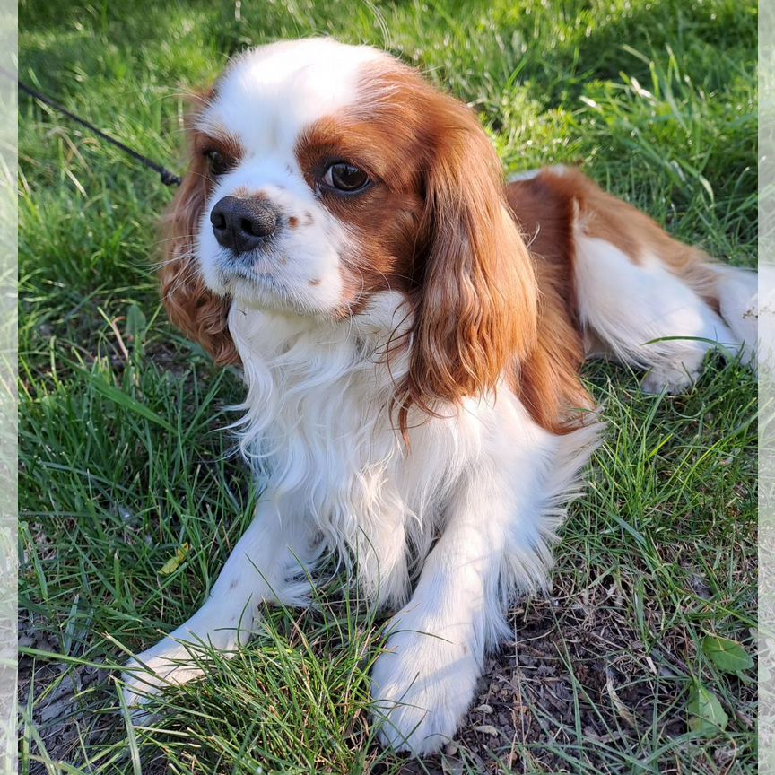 Кинг чарльз спаниель ищет невесту