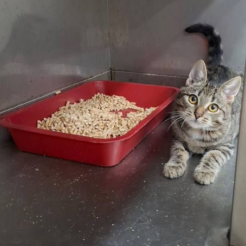 Котенок Д’Артаньян ищет любящий дом