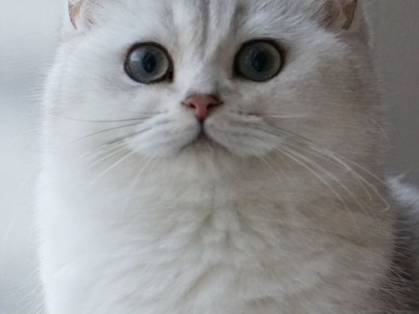 Котёнок британская шиншилла