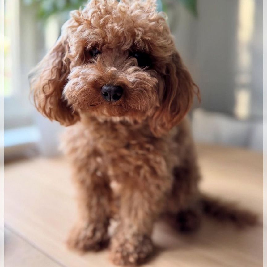 Той-пудель, щенок